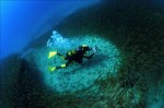 canary island marine life – Travel Around The World – Vacation Reviews